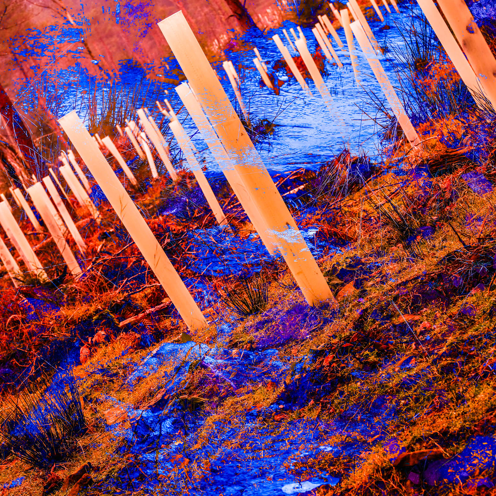 Artspace 30/30 Day 16 Rewild your work – Anne Bryson Photography